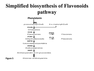 Biosynthesis of flavonoids | PPTX
