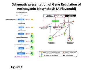 Biosynthesis of flavonoids | PPTX