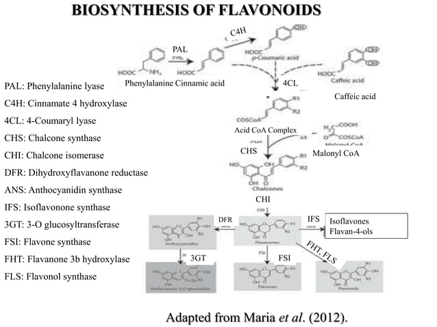 Biosynthesis of flavonoids | PPTX | Chemistry | Science
