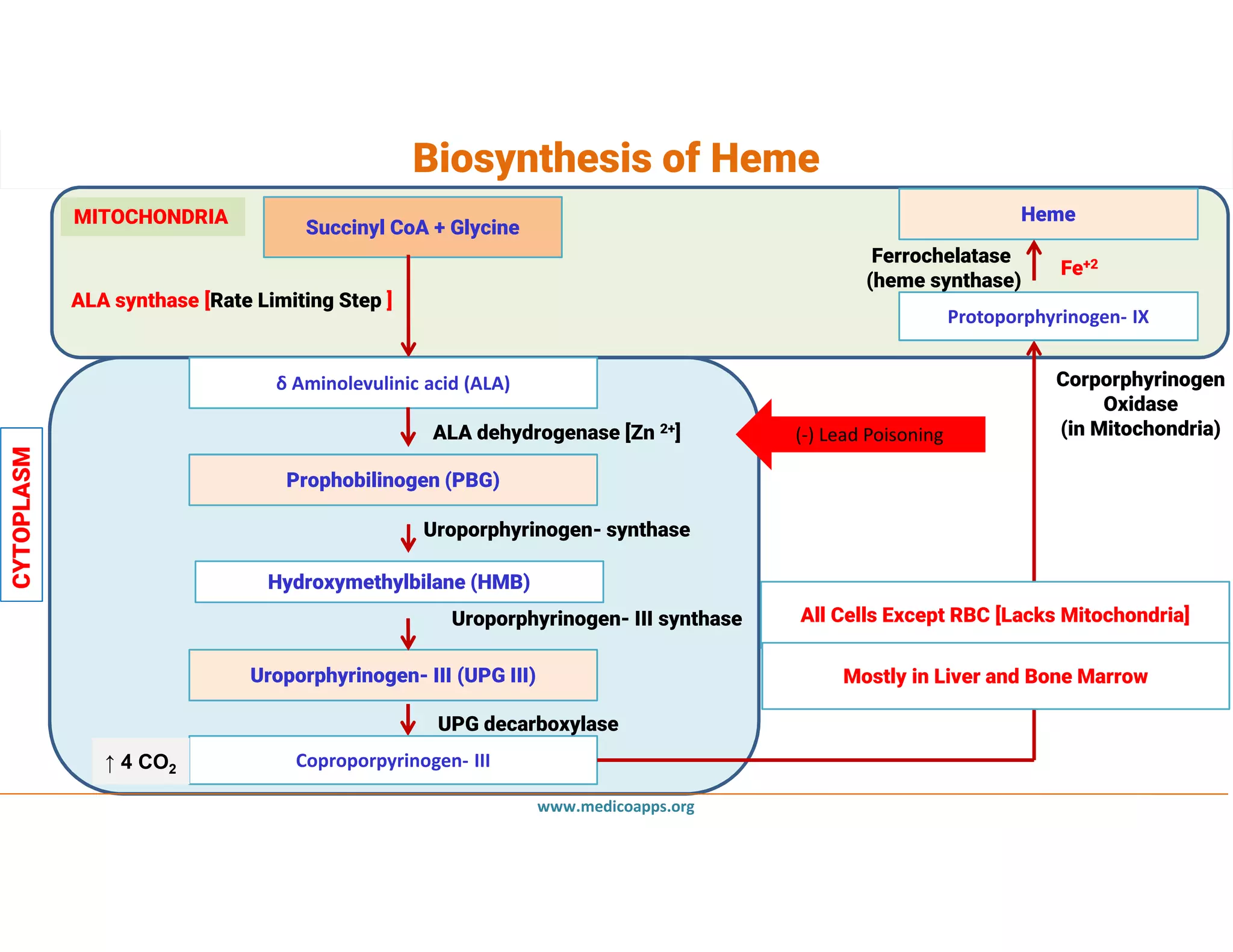 Biosynthesis of heme (flowchart) | PDF