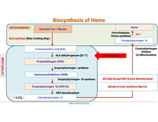 Biosynthesis of heme (flowchart) | PDF
