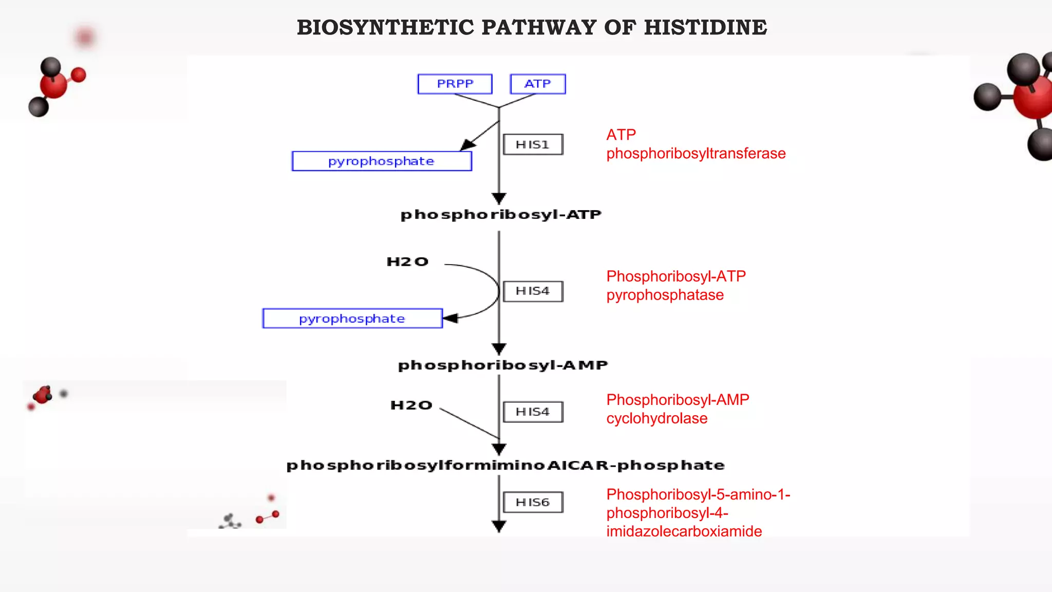 Biosynthesis of histidine | PPTX