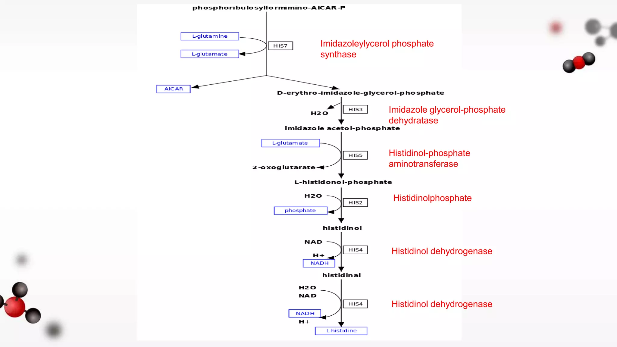Biosynthesis of histidine | PPTX