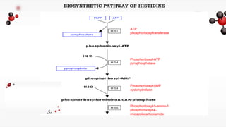 Biosynthesis of histidine | PPTX