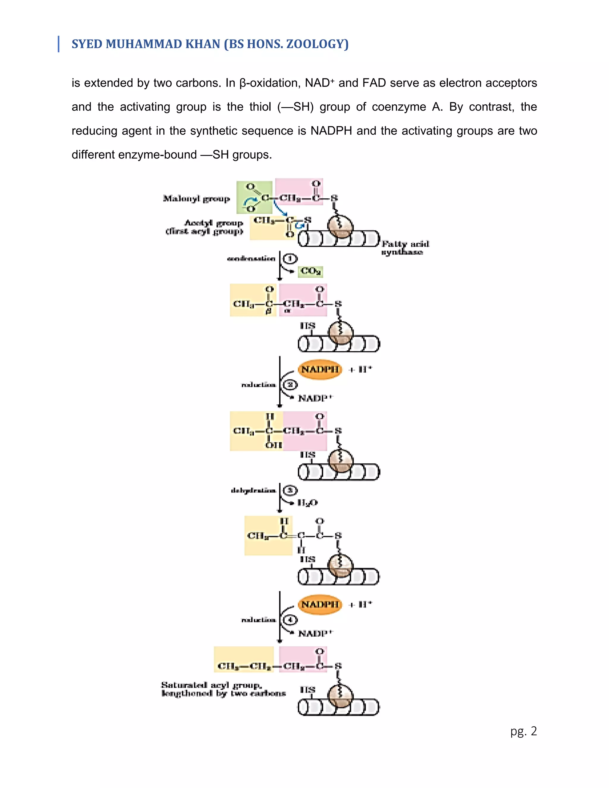 Biosynthesis of Lipids & Cholesterol | PDF