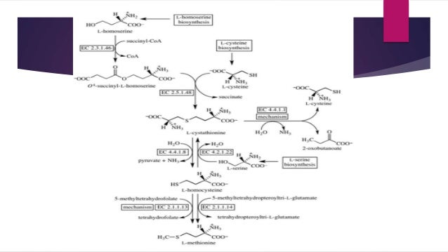 BIOSYNTHESIS OF METHIONINE