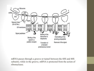 Biosynthesis of milk proteins.pptx