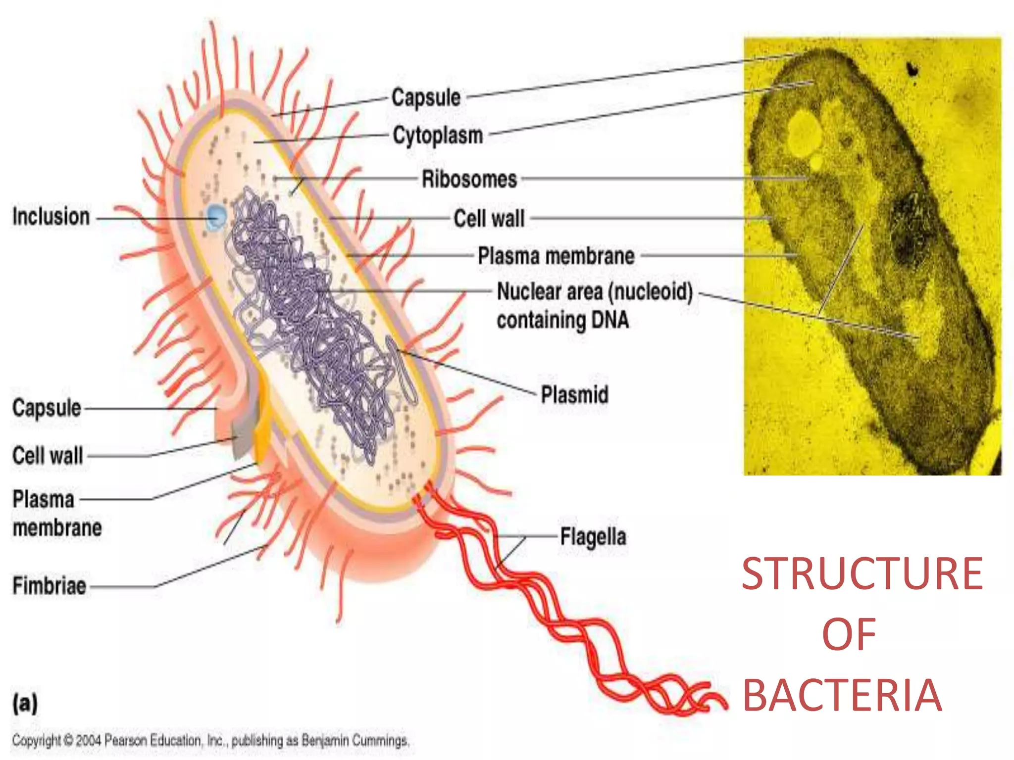 Bio synthesis of nano particles using bacteria | PPTX