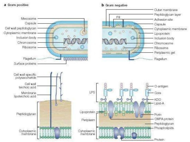 Bio synthesis of nano particles using bacteria | PPTX | Chemistry | Science