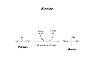 Biosynthesis of Non-essential Amino Acids.pptx