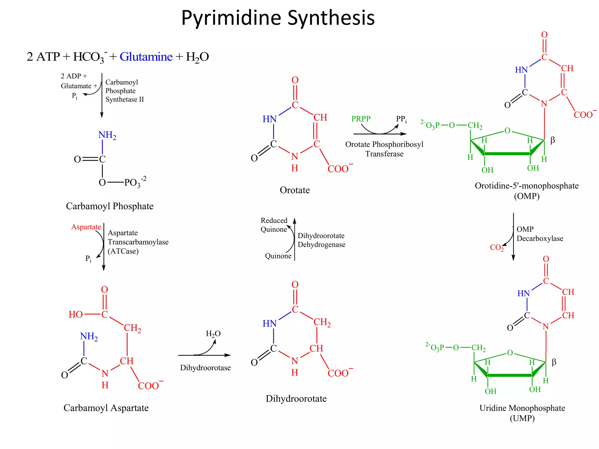 Biosynthesis of nucleotides | PPTX