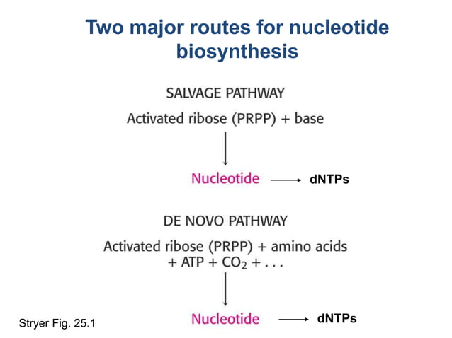 Biosynthesis of nucleotides | PPTX