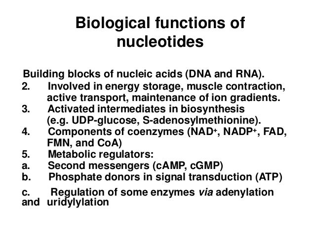 Nucleotides Function