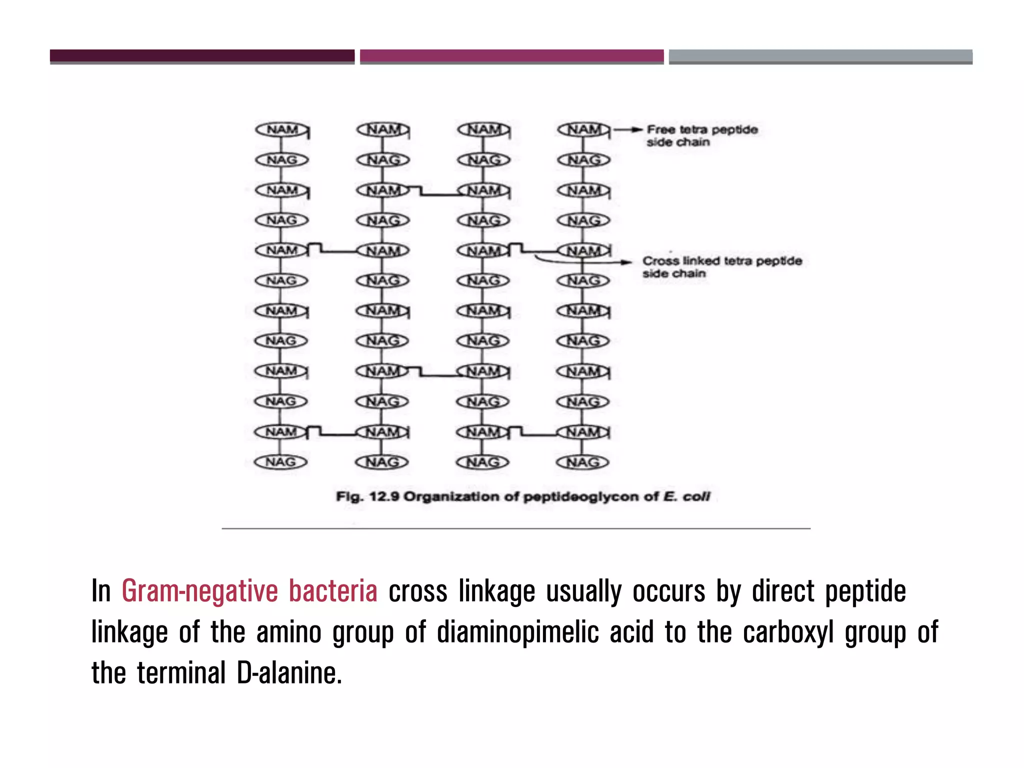 Biosynthesis of Peptidoglycan.pdf