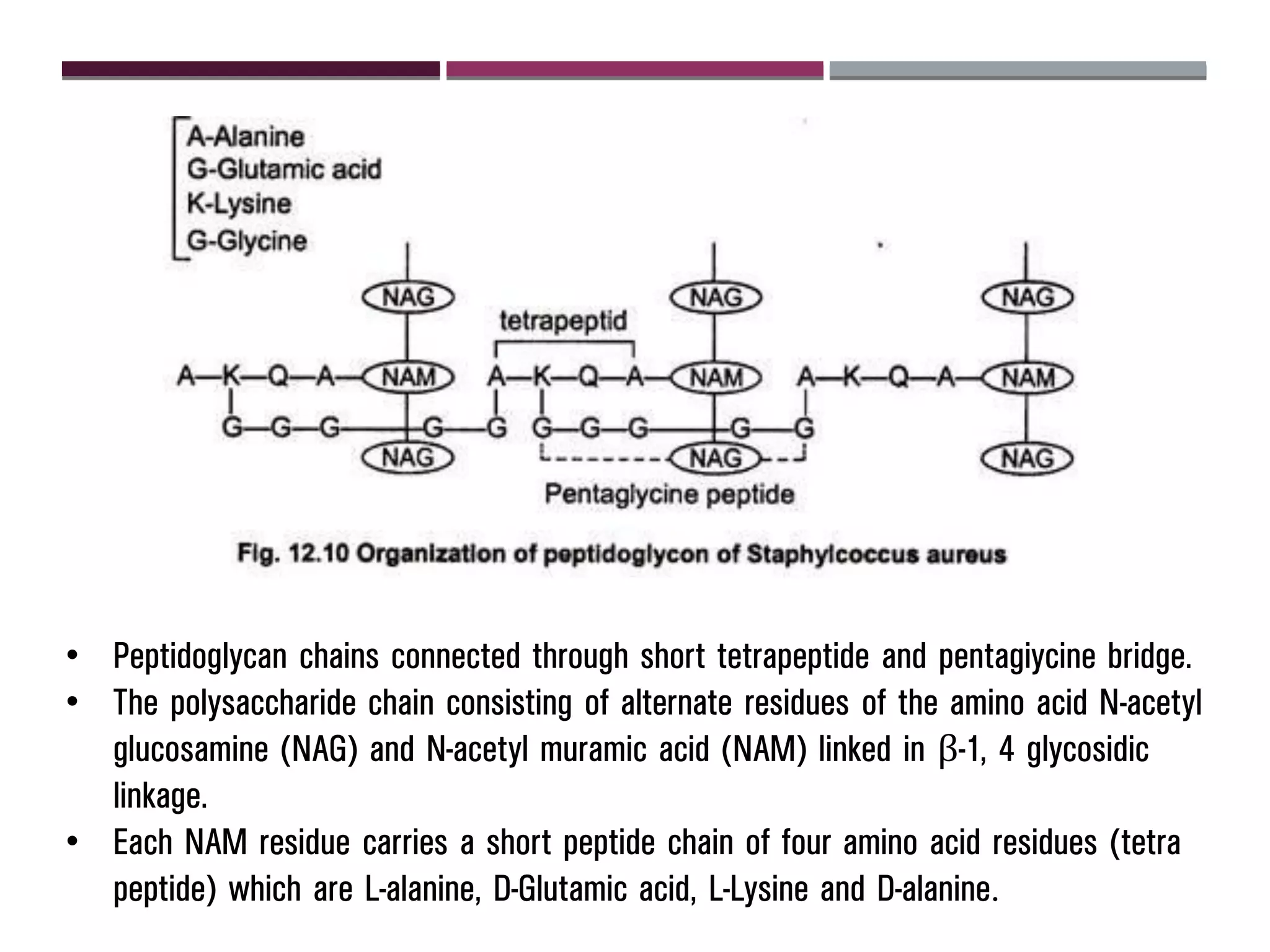 Biosynthesis of Peptidoglycan.pdf