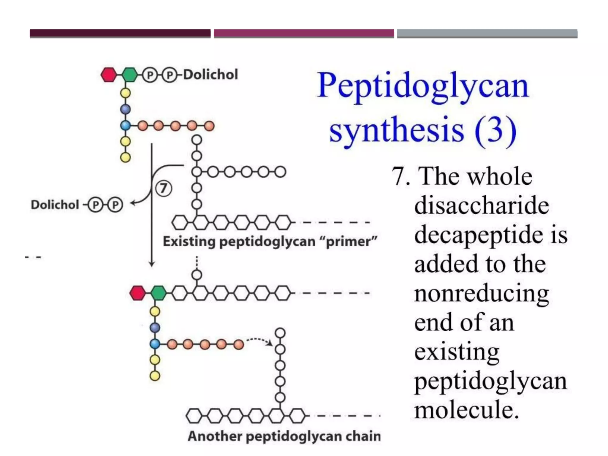 Biosynthesis of Peptidoglycan.pdf