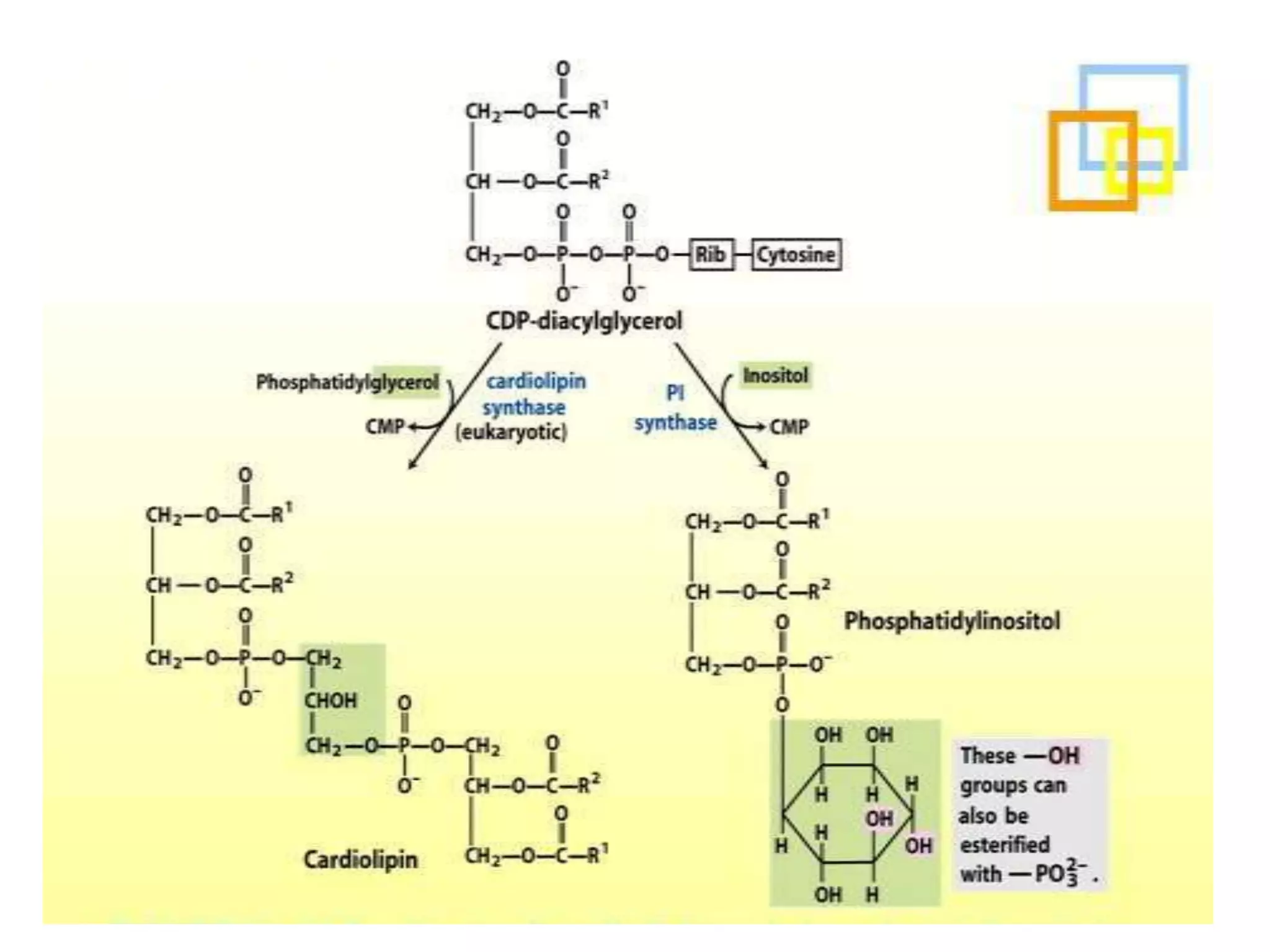 BIOSYNTHESIS OF PHOSPHOLIPIDS-1.pptx