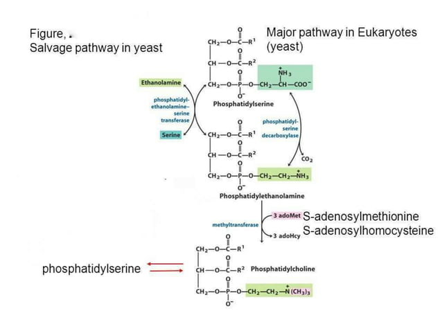 BIOSYNTHESIS OF PHOSPHOLIPIDS-1.pptx