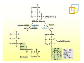 BIOSYNTHESIS OF PHOSPHOLIPIDS-1.pptx