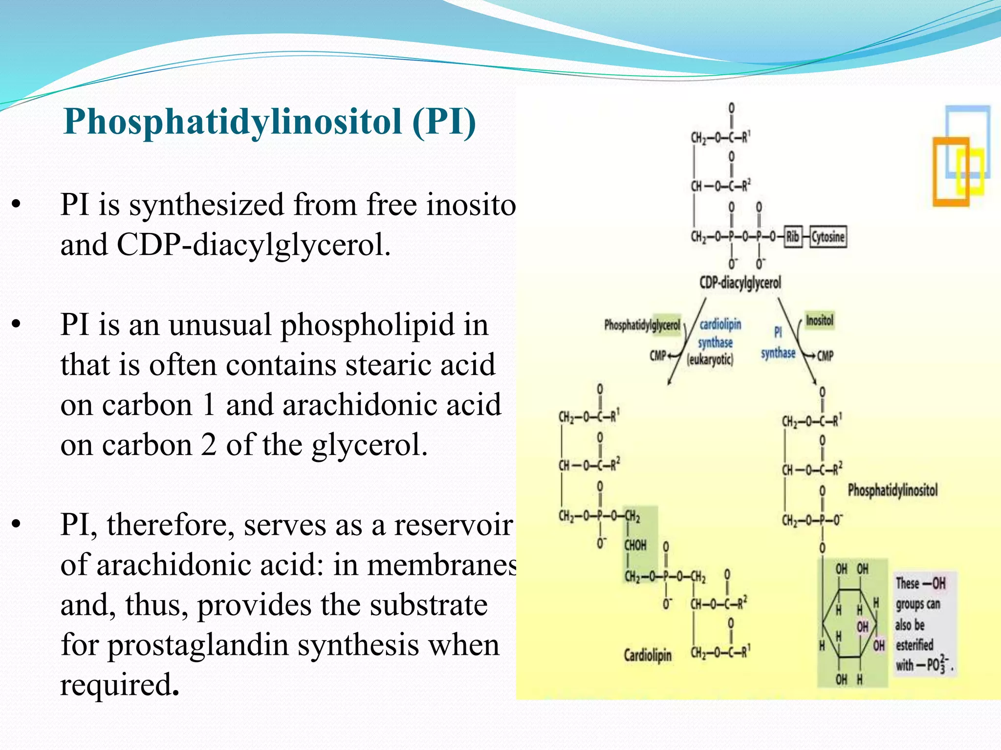 Biosynthesis of phospholipids | PPT