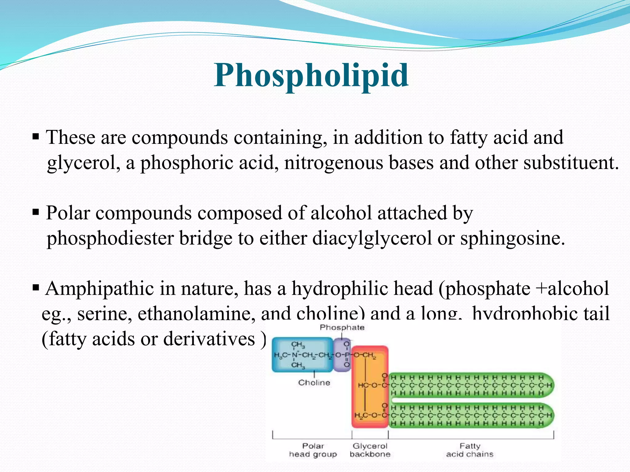 Biosynthesis of phospholipids | PPT