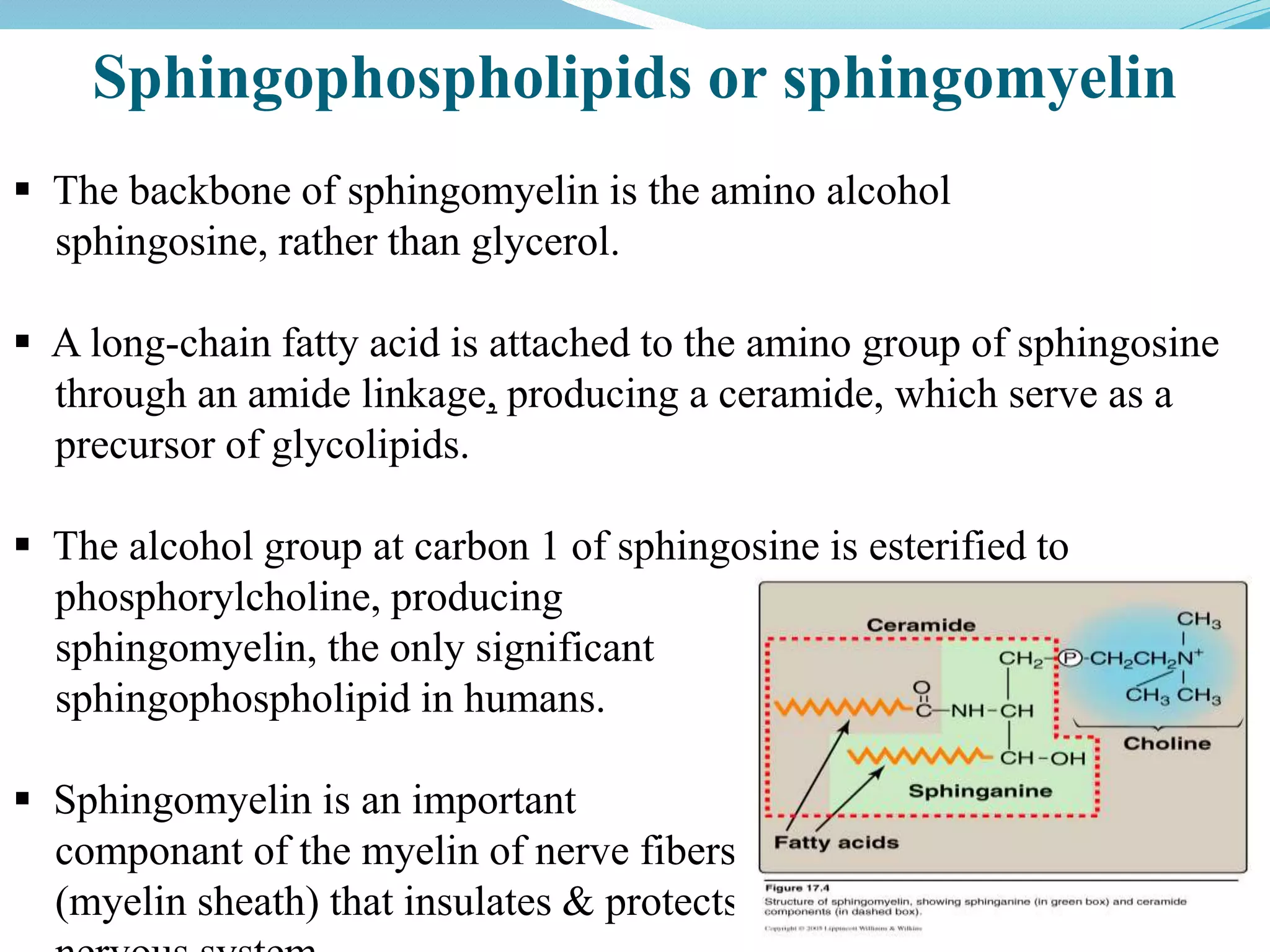 Biosynthesis of phospholipids | PPT