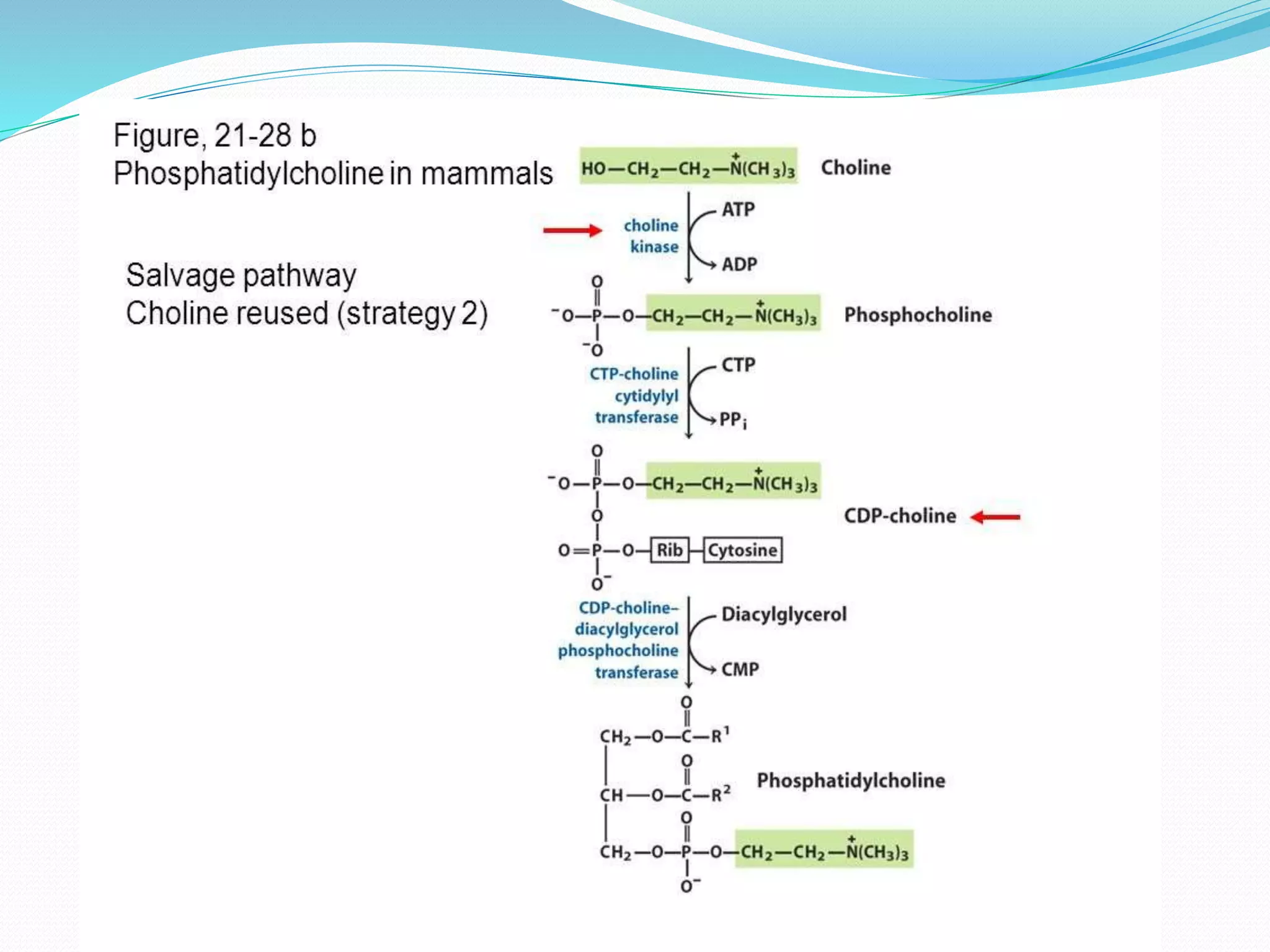 Biosynthesis of phospholipids | PPT