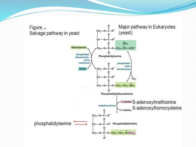 Biosynthesis of phospholipids | PPT | Chemistry | Science