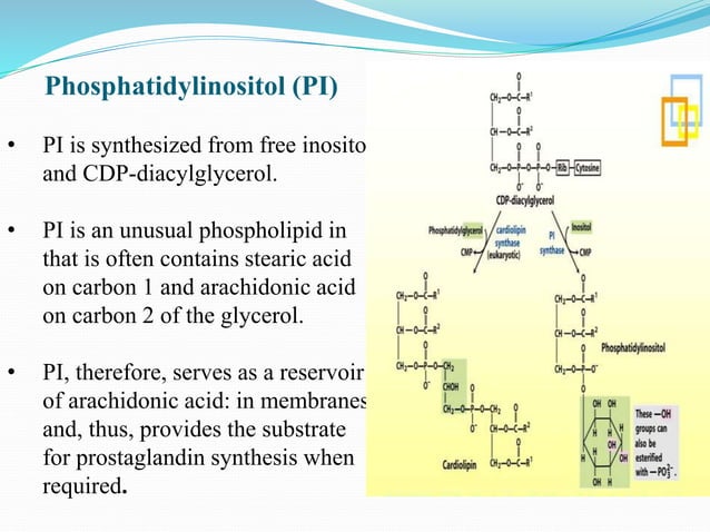 Biosynthesis of phospholipids | PPT | Chemistry | Science