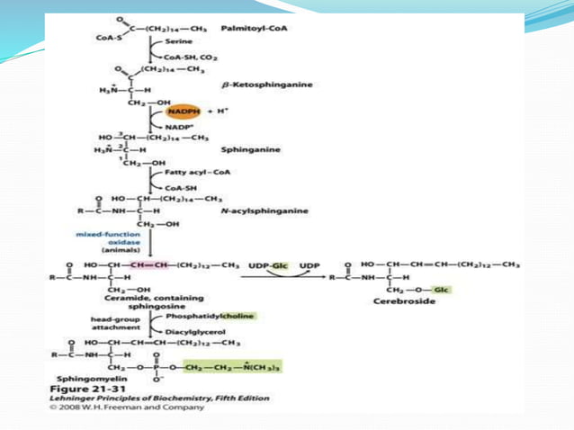 Biosynthesis of phospholipids | PPT | Chemistry | Science