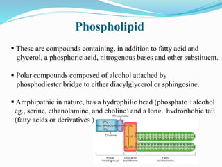 Biosynthesis of phospholipids | PPT