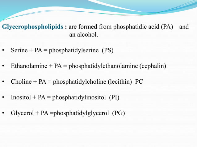 Biosynthesis of phospholipids | PPT | Chemistry | Science