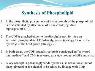 Biosynthesis of phospholipids | PPT