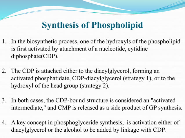 Biosynthesis of phospholipids | PPT | Chemistry | Science
