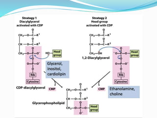 Biosynthesis of phospholipids | PPT