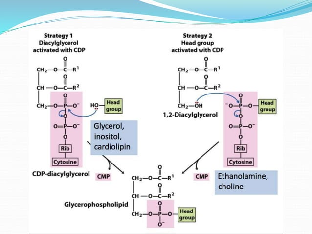 Biosynthesis of phospholipids | PPT | Chemistry | Science