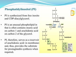 Phosphatidylinositol Synthesis