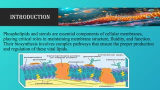 BIOSYNTHESIS OF PHOSPHOLIPIDS and STEROLS 1.pptx