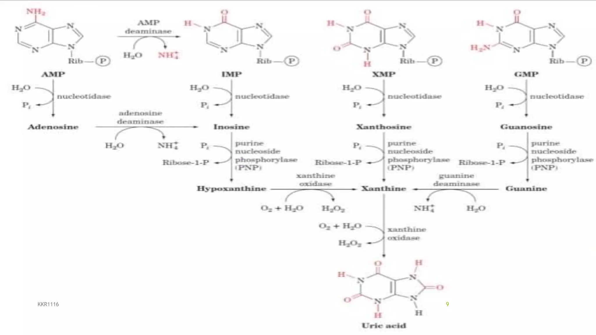 Biosynthesis of purine | PPTX