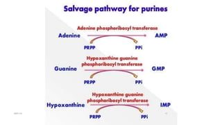 Biosynthesis of purine | PPTX