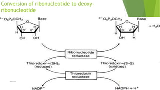 Biosynthesis of purine | PPTX