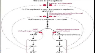 Biosynthesis of purine | PPTX