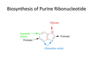 Biosynthesis of purine nucleotide.pptx
