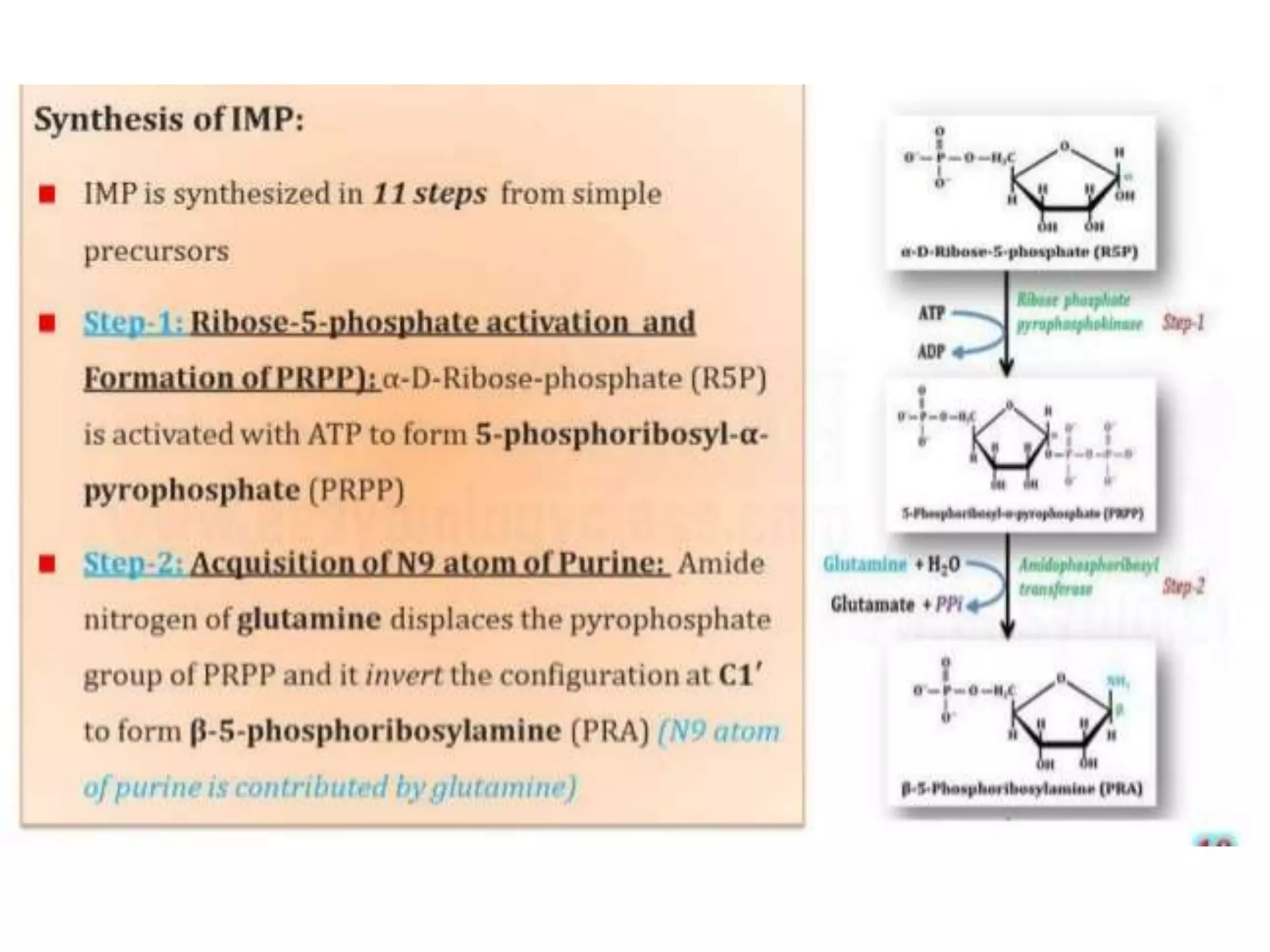Biosynthesis of purines and pyrimidines new | PPT