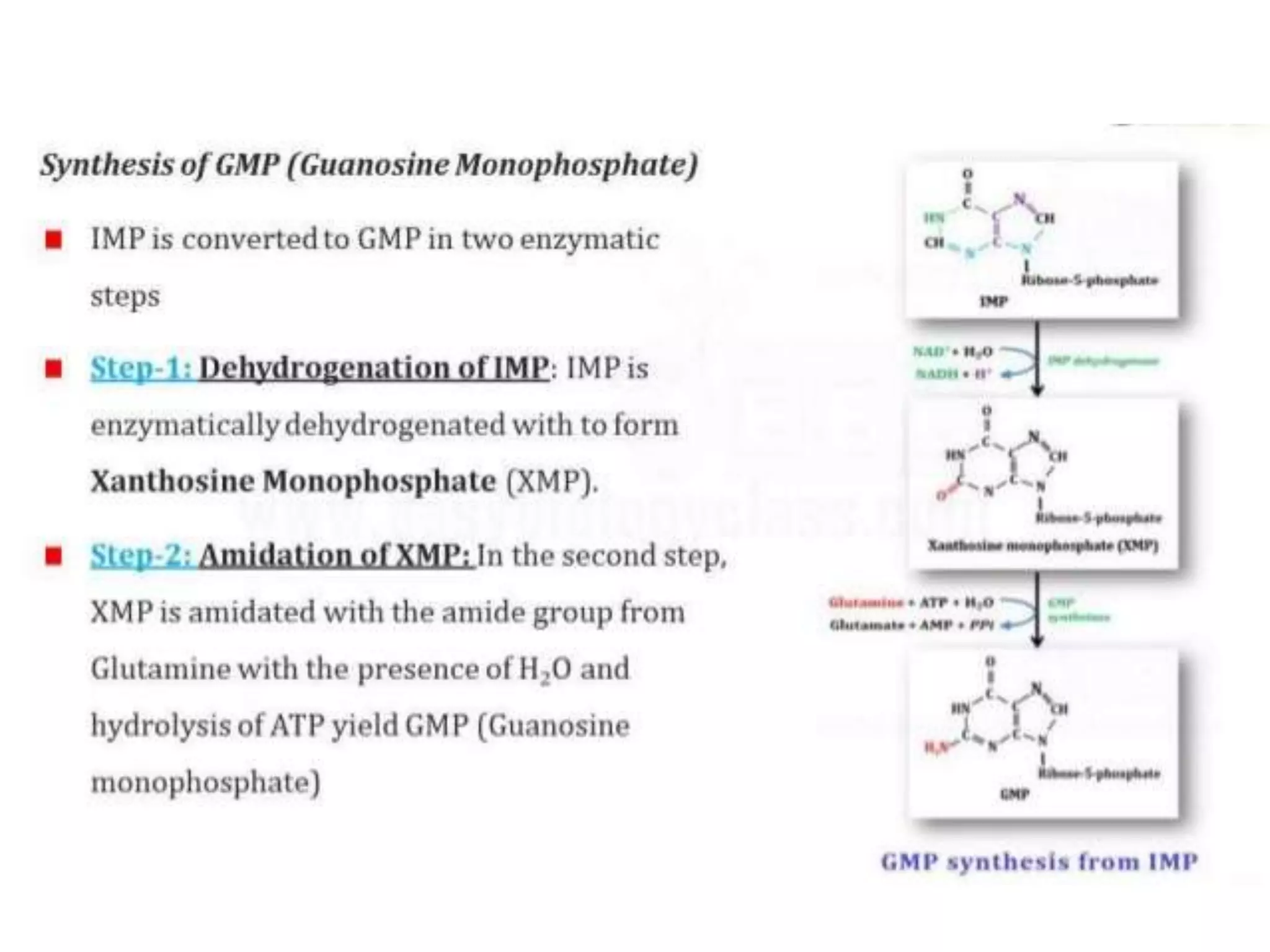 Biosynthesis of purines and pyrimidines new | PPT