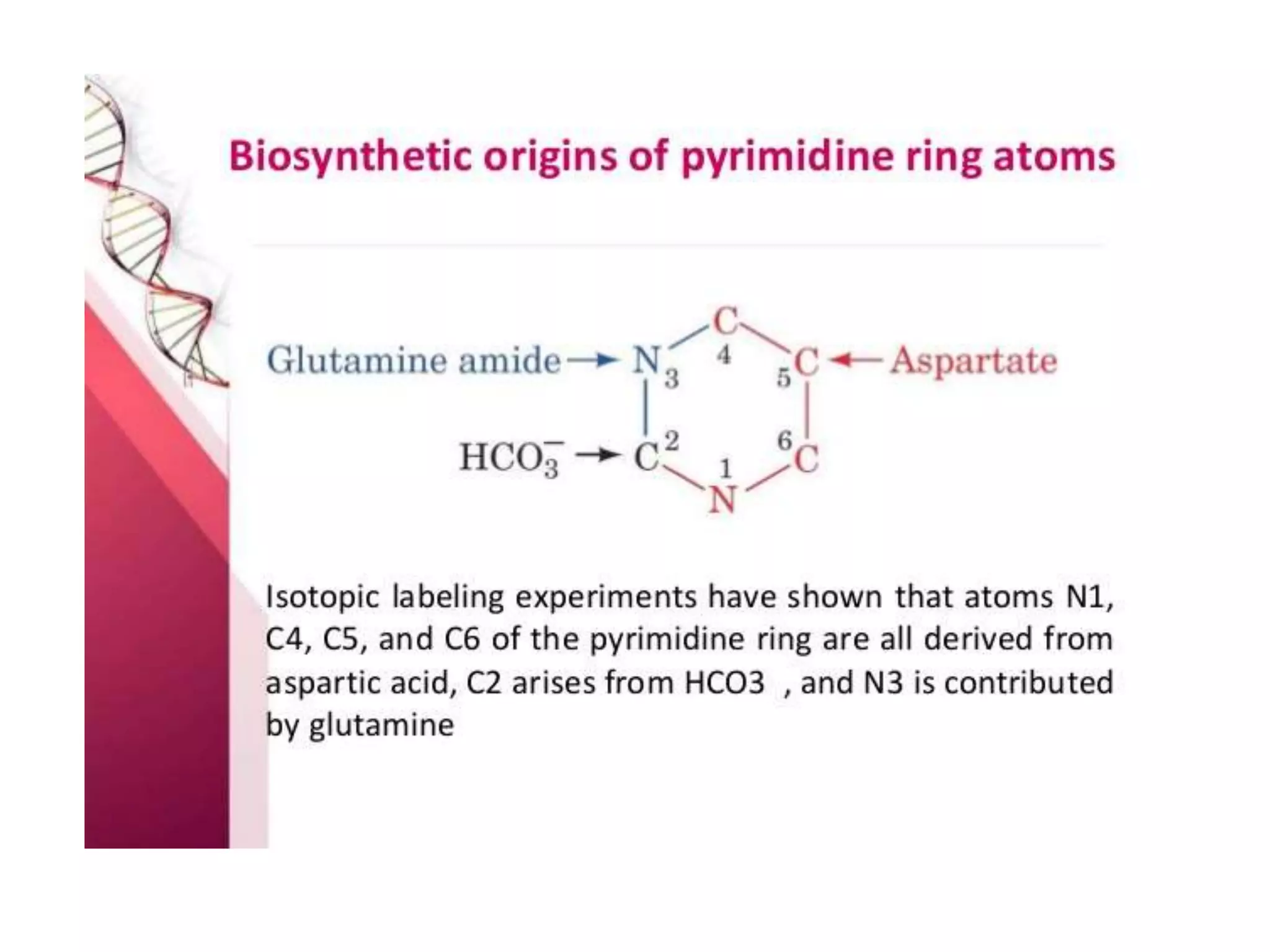 Biosynthesis of purines and pyrimidines new | PPT