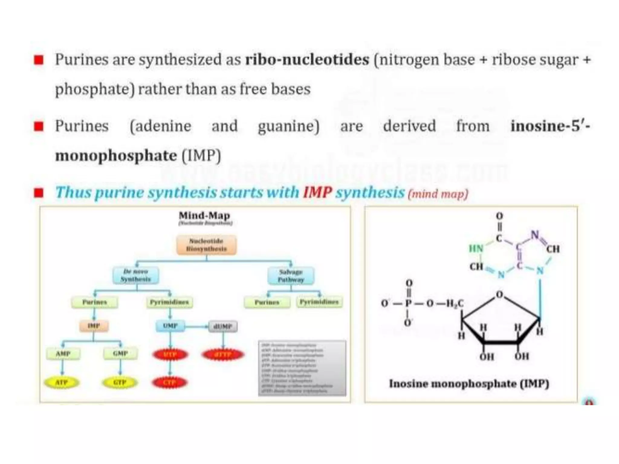 Biosynthesis of purines and pyrimidines new | PPT