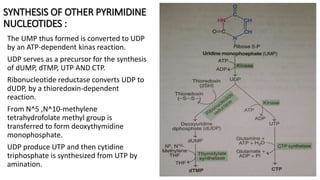 BIOSYNTHESIS OF PYRIMIDINES.pptx