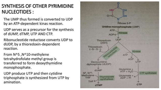 BIOSYNTHESIS OF PYRIMIDINES.pptx | Chemistry | Science