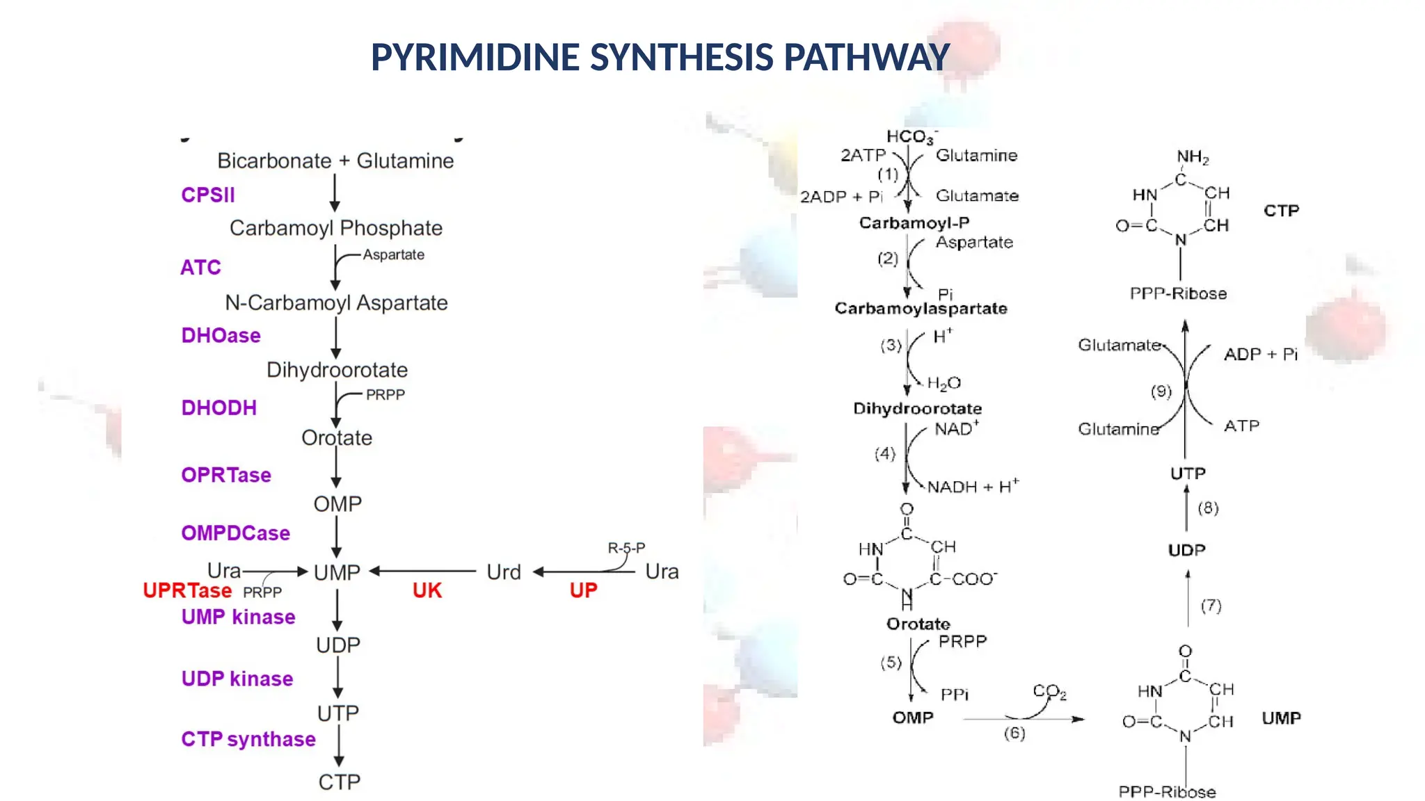 Biosynthesis of Pyrimidine with steps.ppt